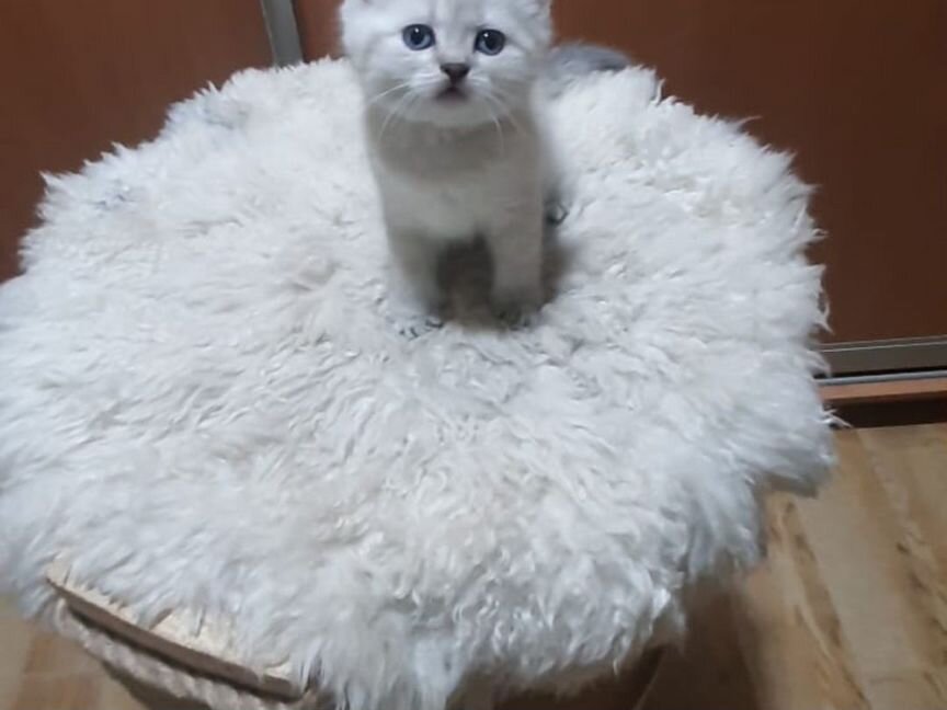 Британский котëнок - девочка
