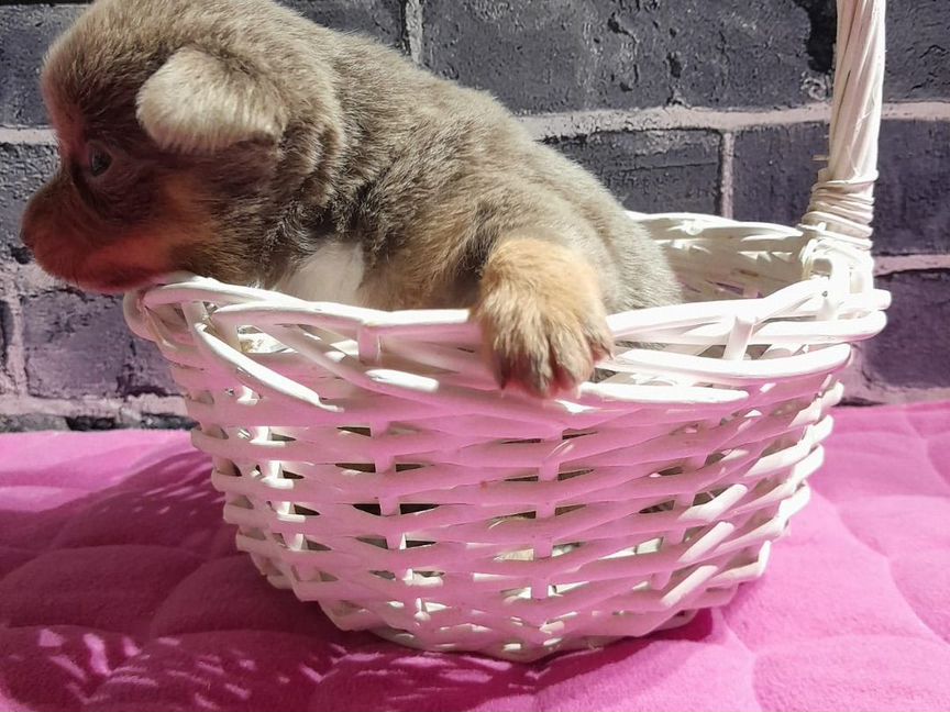 Той-терьер щенки