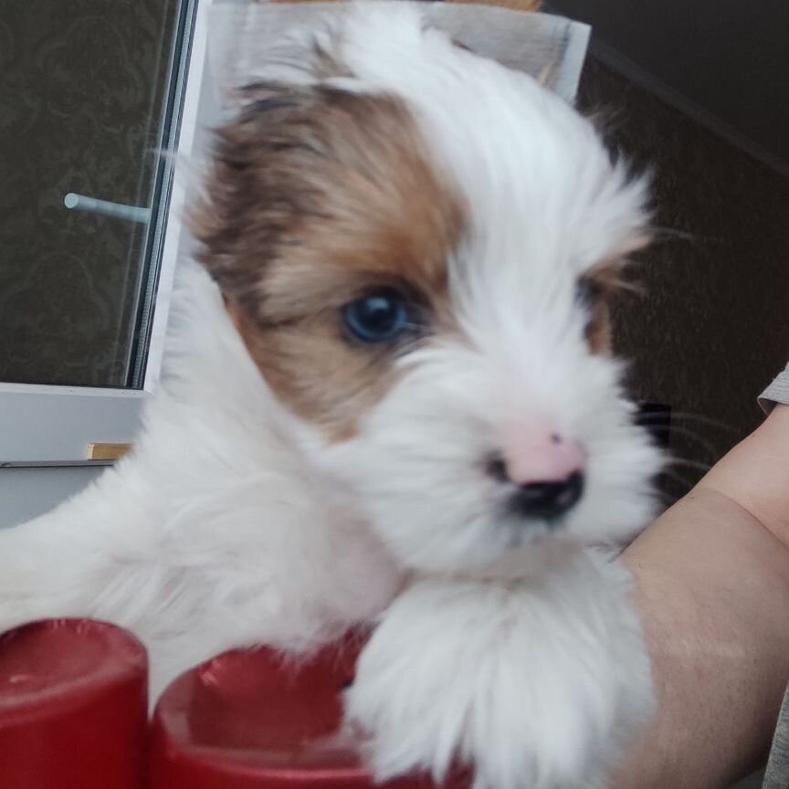 Йоркширский терьер, щенок