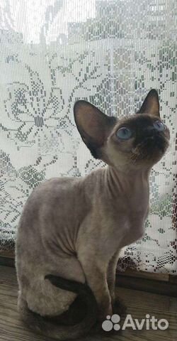 Молодая кошечка Девон-рекс