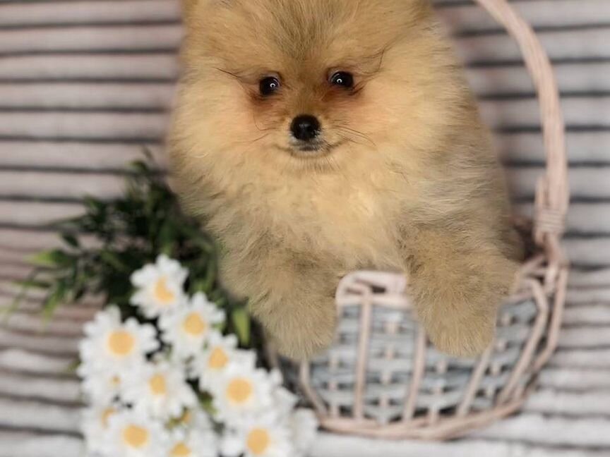 Померанский шпиц щенок