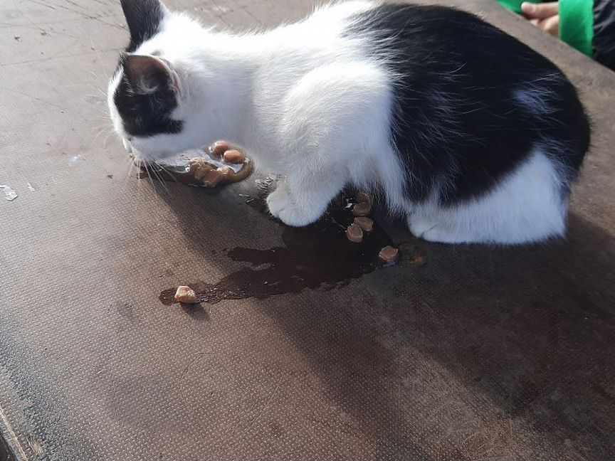Котёнок ищет дом