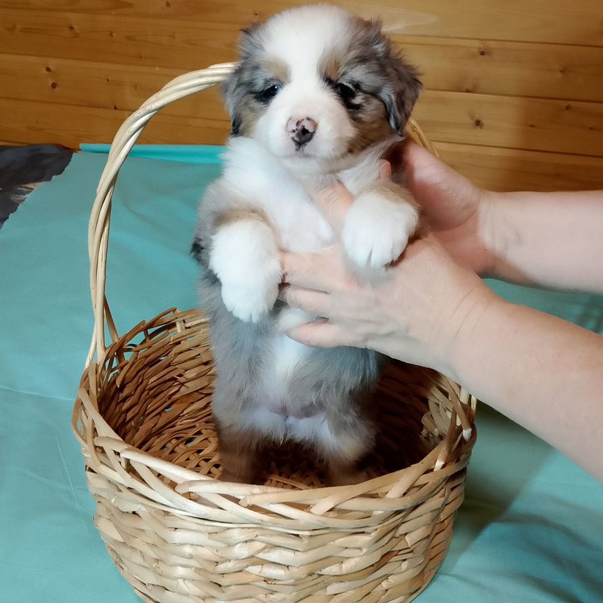 Миниатюрная американская овчарка, щенок