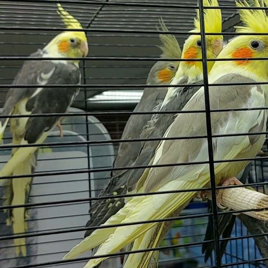 Попугай корелла птенец