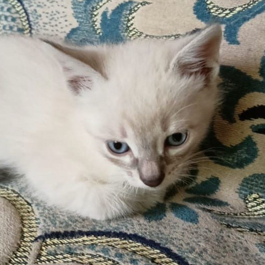 Котик в добрые руки