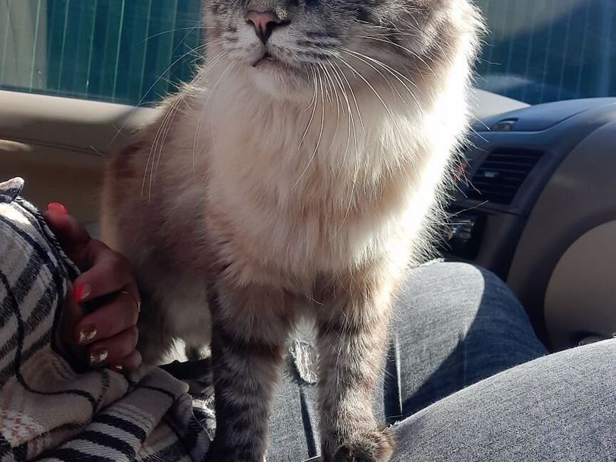 Кот Амур