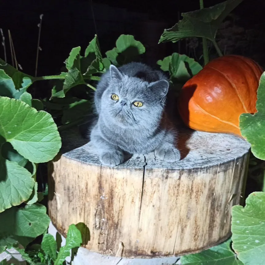 Экзотические котята