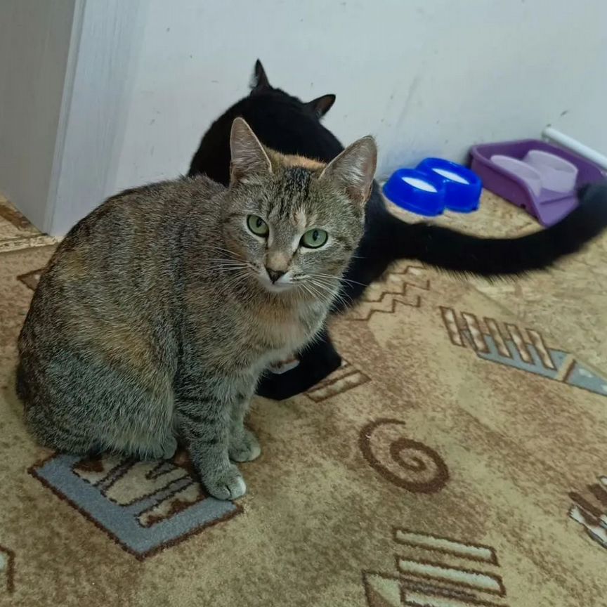 Взрослая, кошка в добрые руки