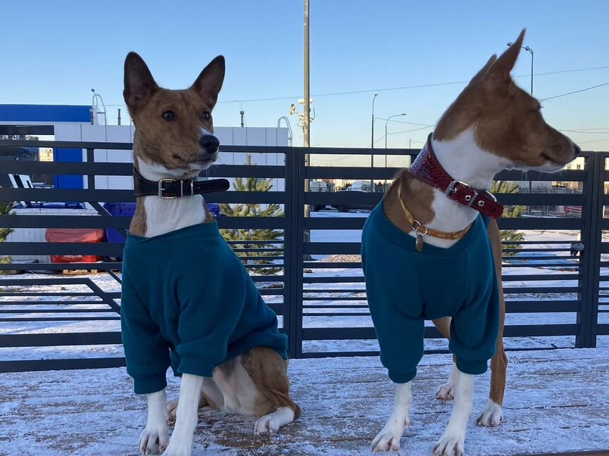 Толстовки для животных