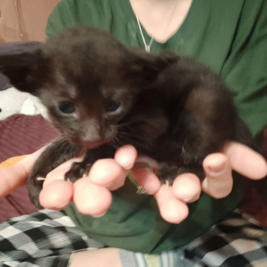 Ориентальный котёнок
