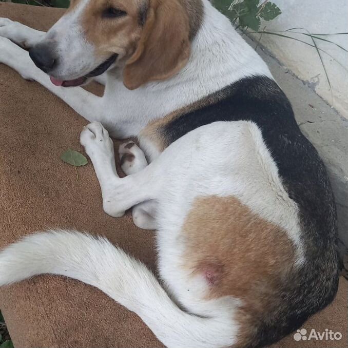 Эстонская гончая