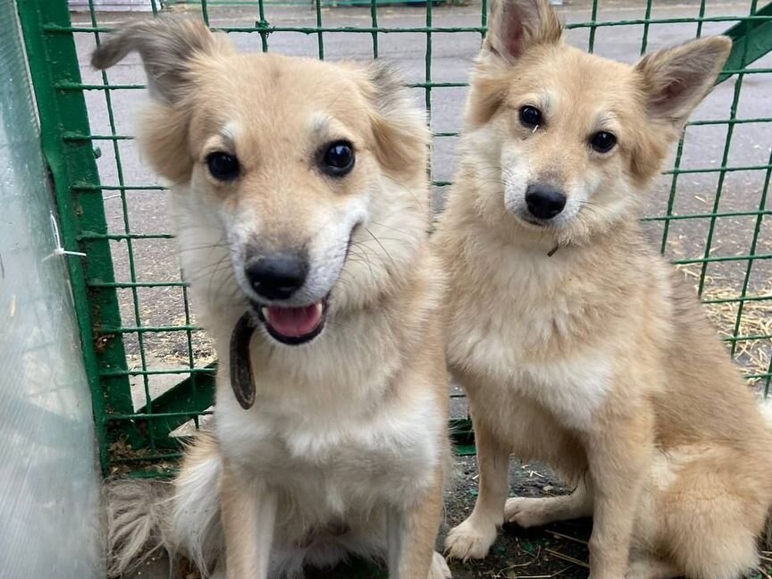 Собака в добрые руки