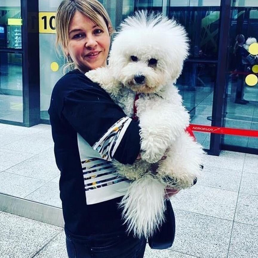 Бишон фризе, взрослый пёс