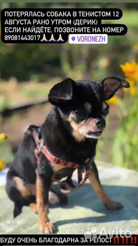 Потерялась собака/ Той-терьер, Дерик