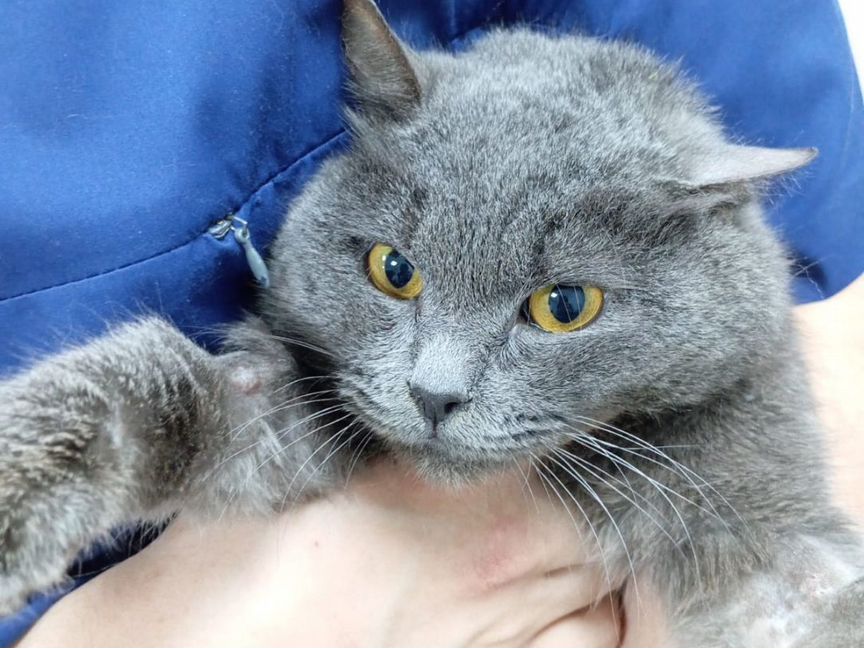 Котик ищет домик