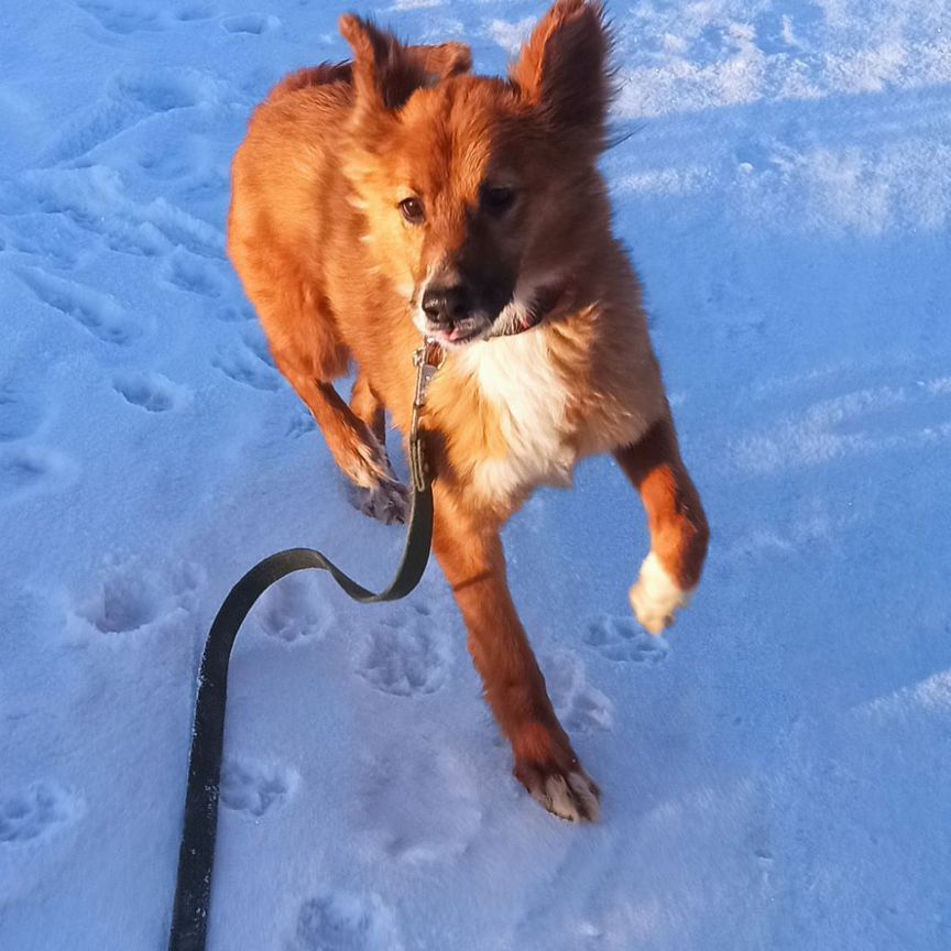 Джуди ищет дом