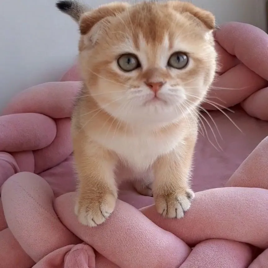 Шотландские золотые шиншиллы котята