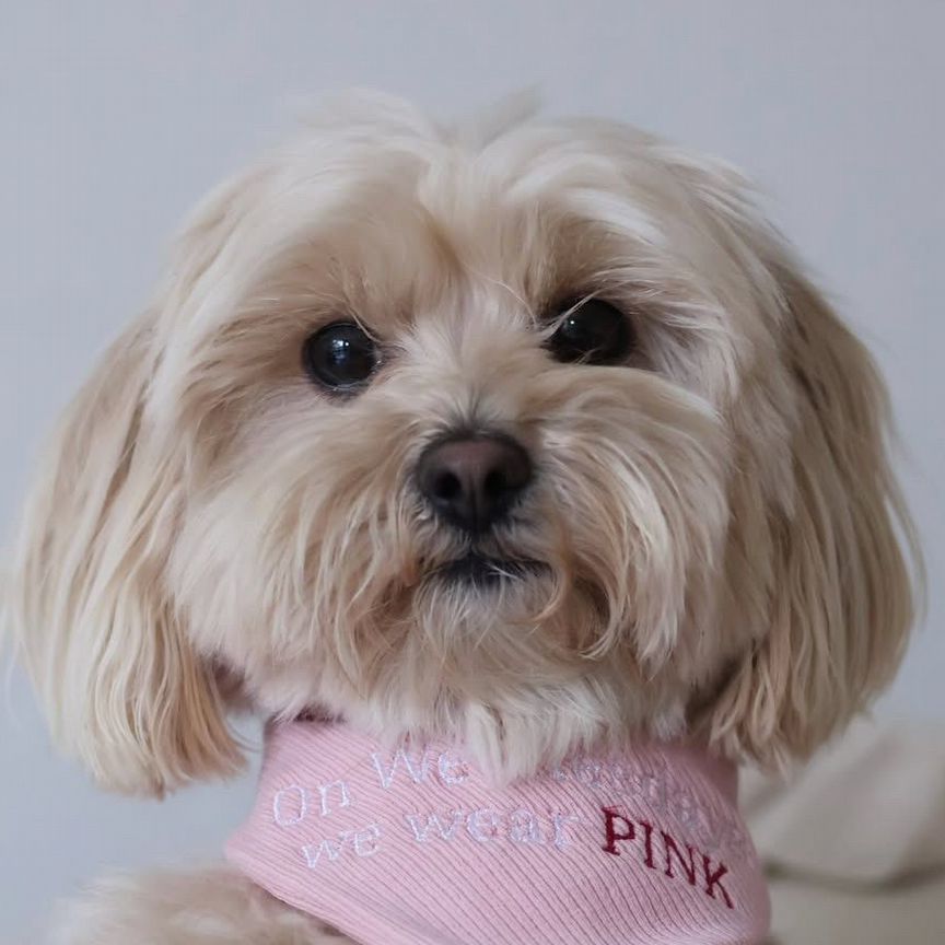 Мальтипу, щенок