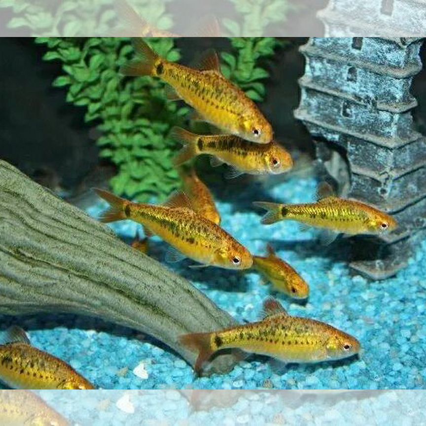 Аквариумные рыбки