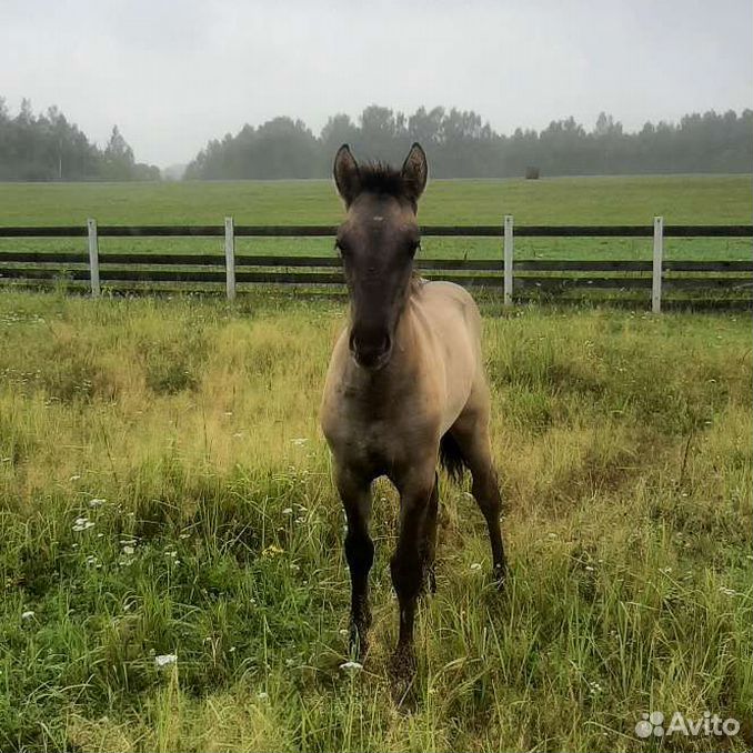 Жеребенок вятской породы