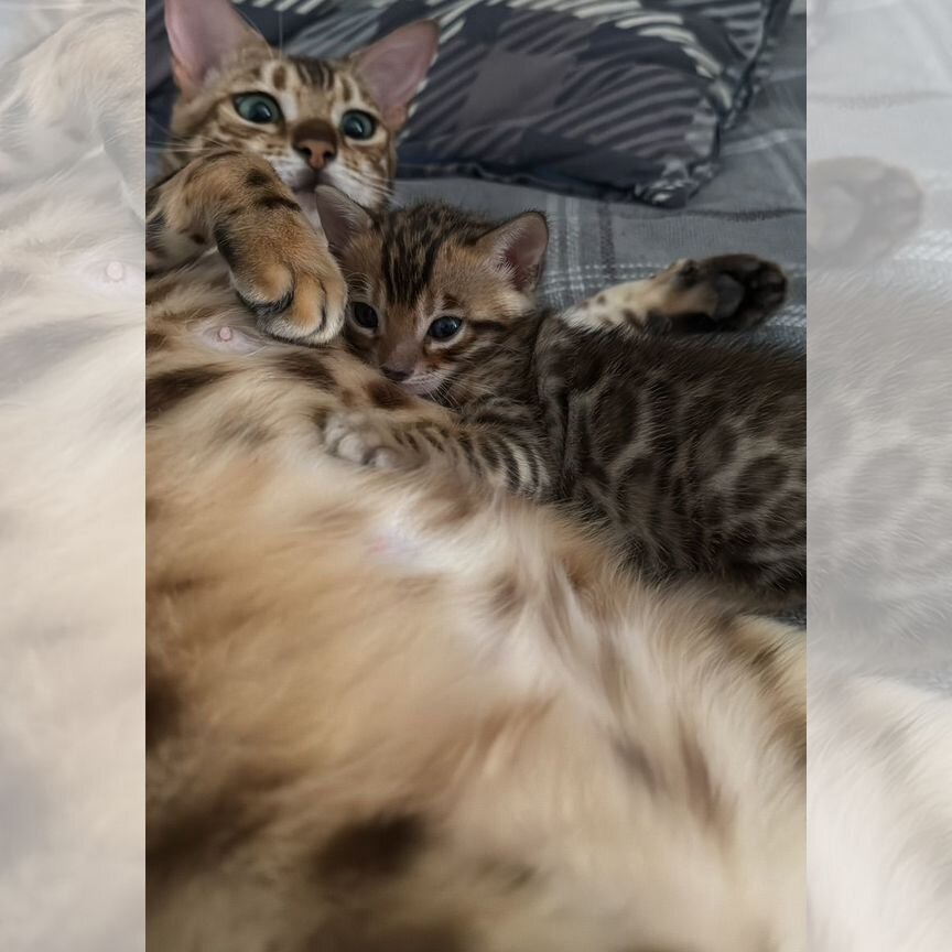 Бенгальские котята