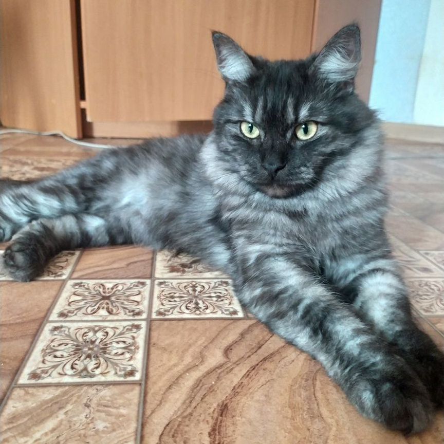 Котик