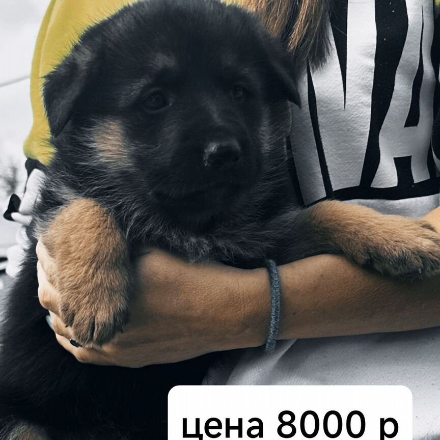 Щенок в добрые руки