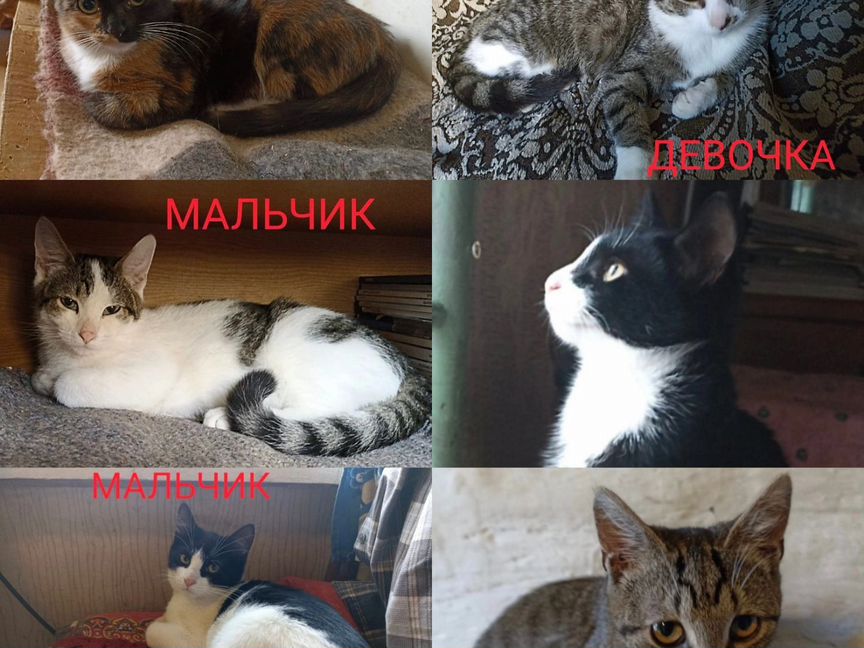 Умирают котята