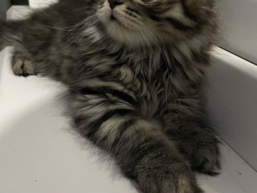 Шотладские вислоухие котята