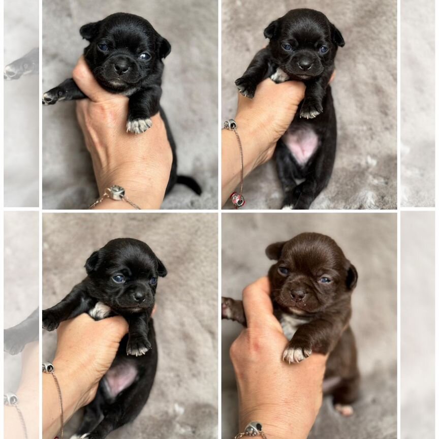 Щенки чихуахуа. Чёрные и шоколадные