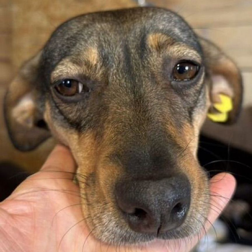 Взрослая собака в добрые руки