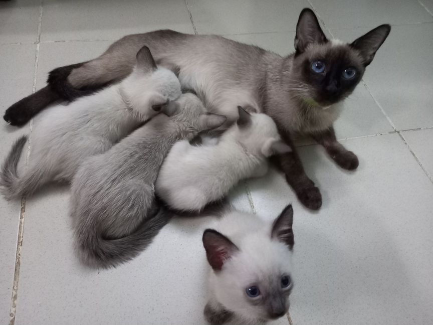 Сиамские котята