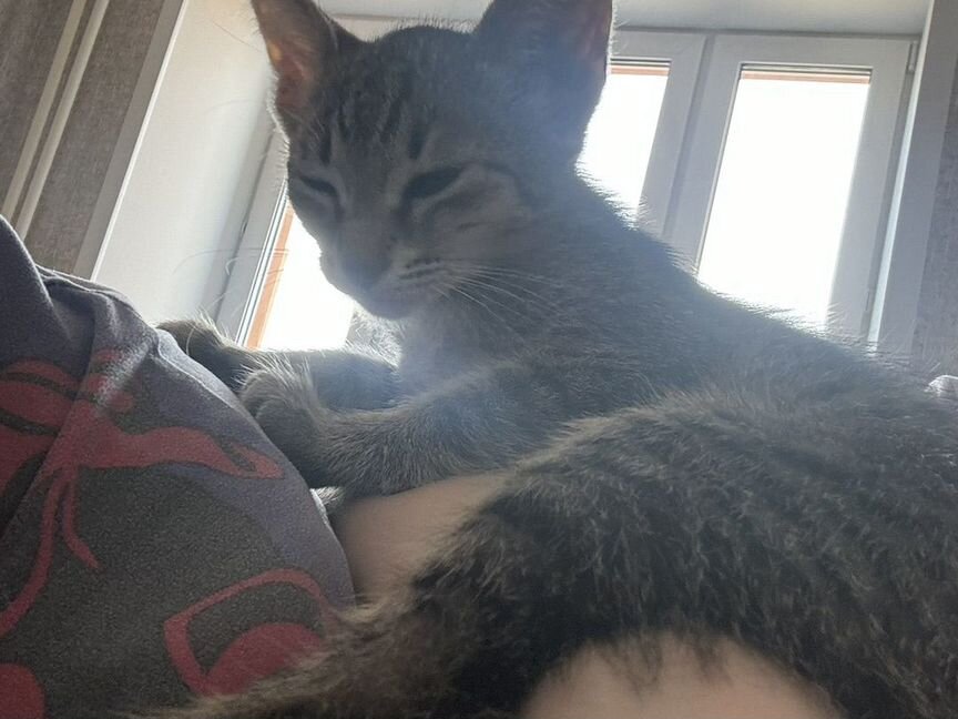 Кошка котенок