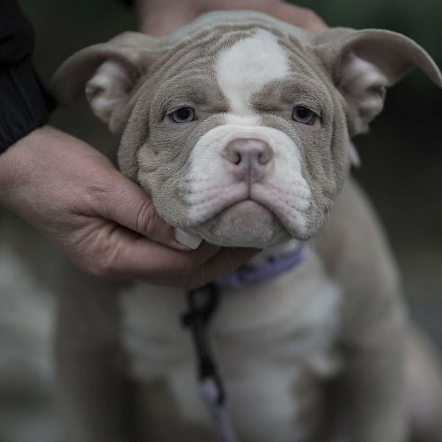 Американский булли