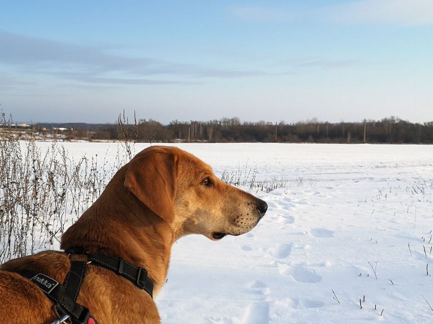 Собака Рыжа в хорошие руки