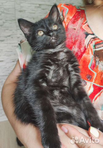 Котята в добрые руки бесплатно