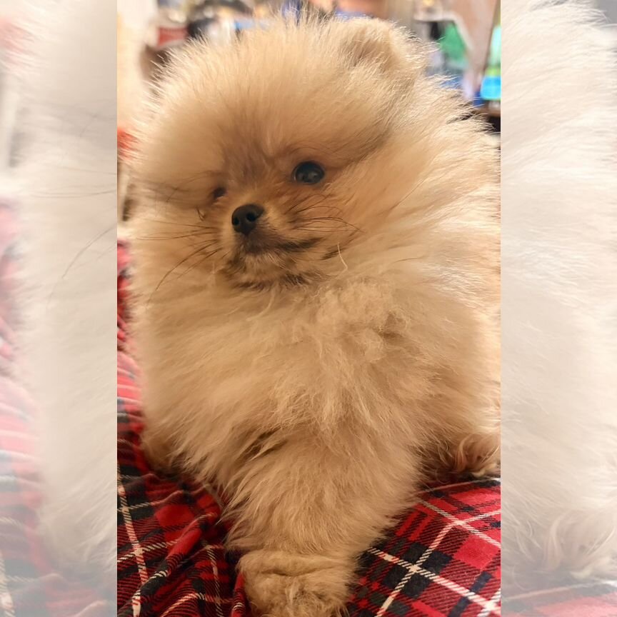 Померанский шпиц, щенок