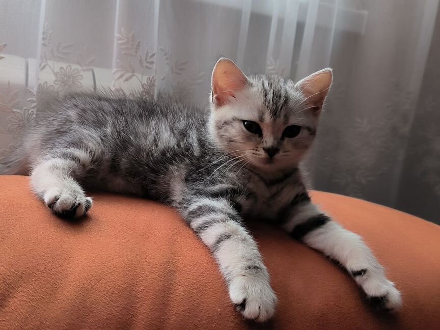 Британские котята