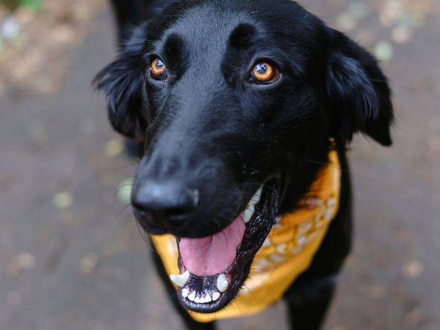 Собака в добрые руки, Милан