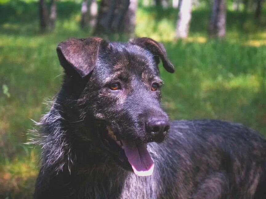 Самый ласковый пёс пропадает в приюте