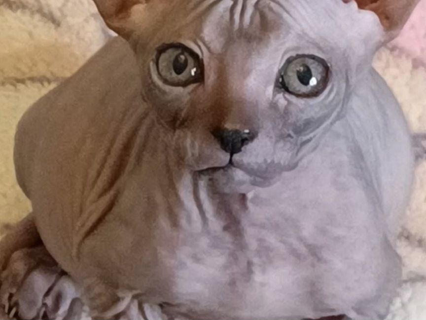 Донской сфинкс котята