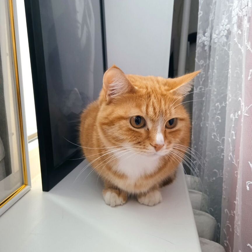 Рыжий кот в добрые руки