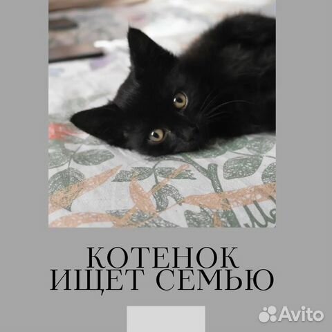 Черный котенок