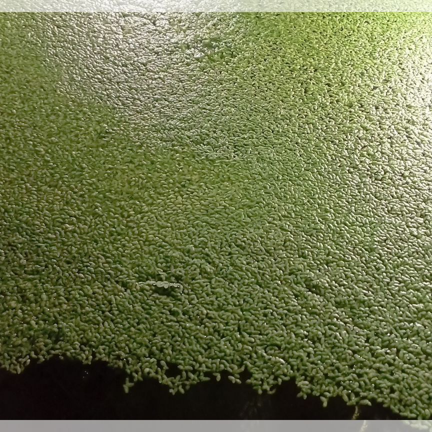 Отдам ряску