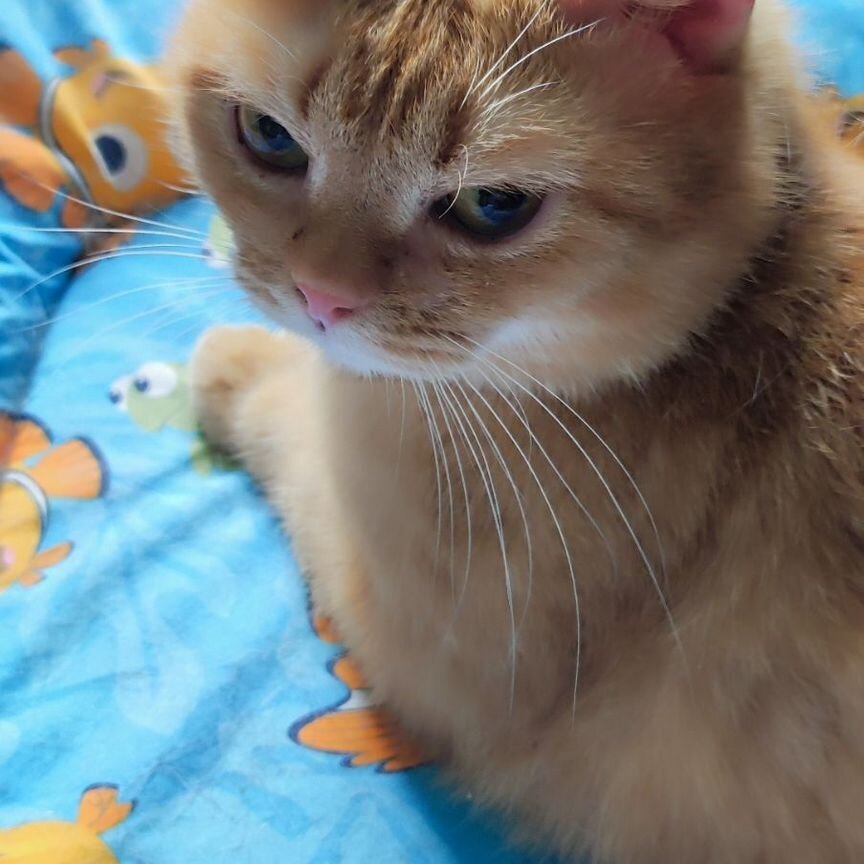 Котик