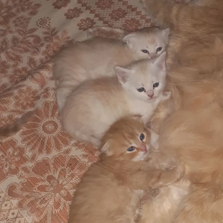 Котята