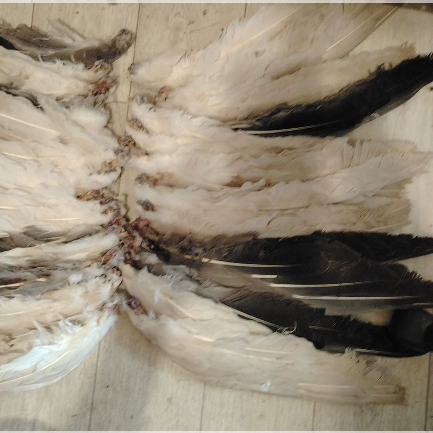 Перо гусиное