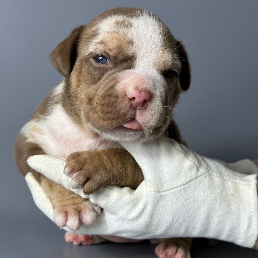 Американский булли, щенок