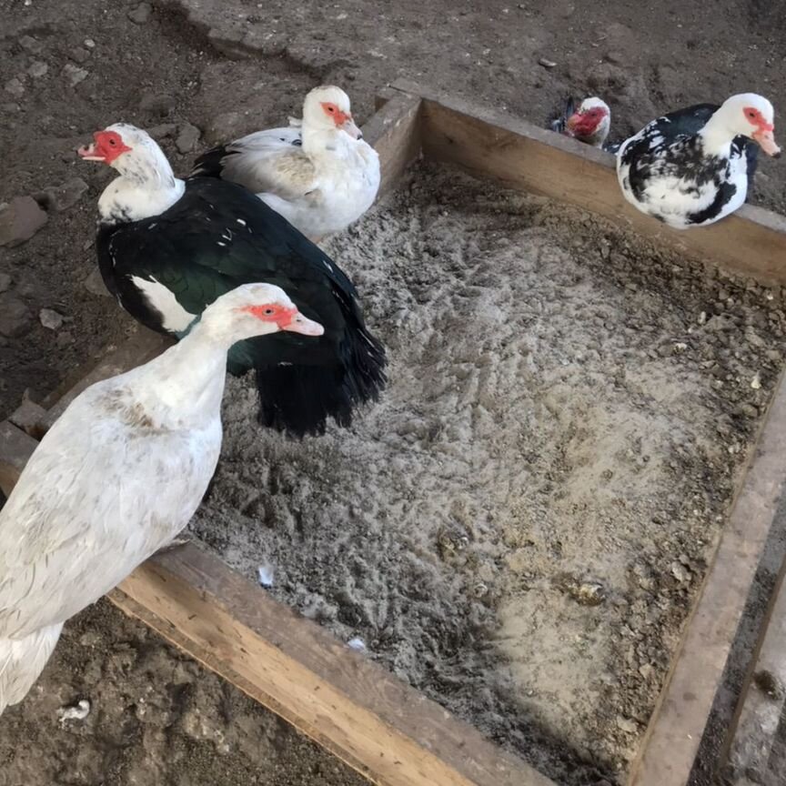 Мускусные утки