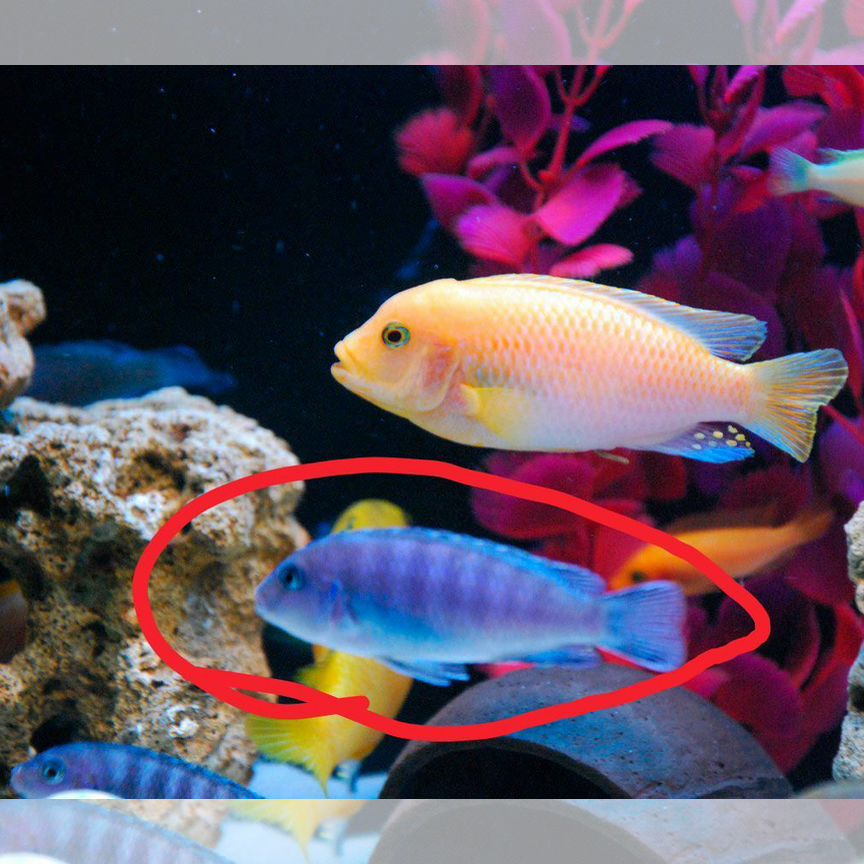 Аквариумные рыбки Цихлида